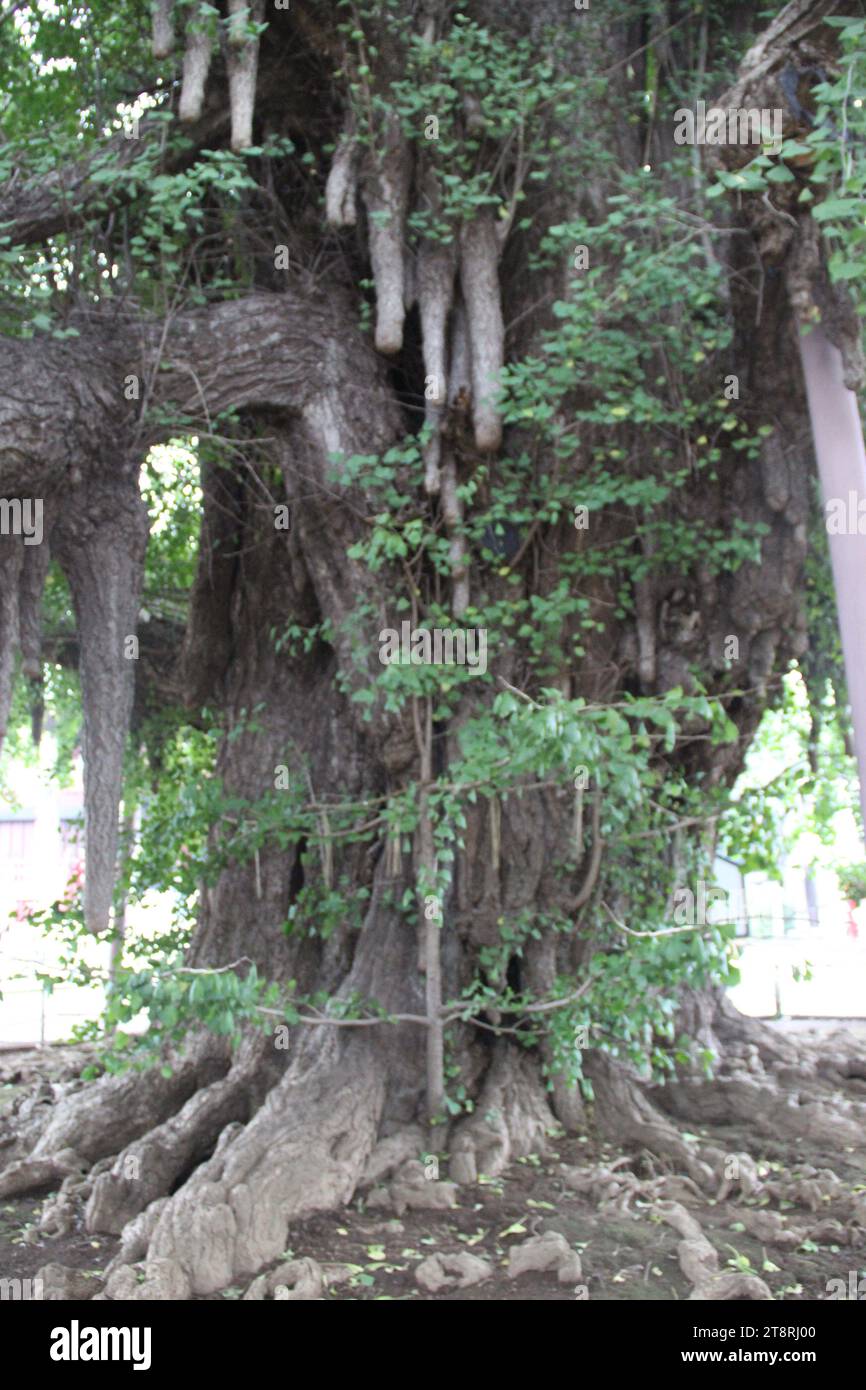 Chiba-dera Temple Ginkgo Tree, Planted 709 AD, Shingon Buzan Sect of ...