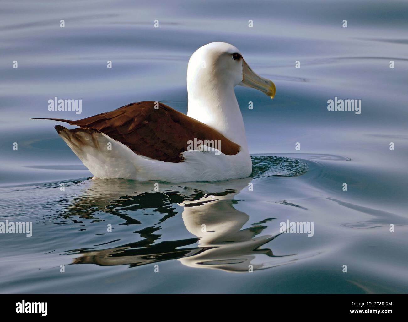 The white-capped albatross (Thalassarche cauta steadi), The white ...