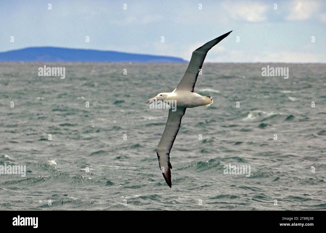 Northern Royal Albatross, The northern royal albatross is a huge white ...