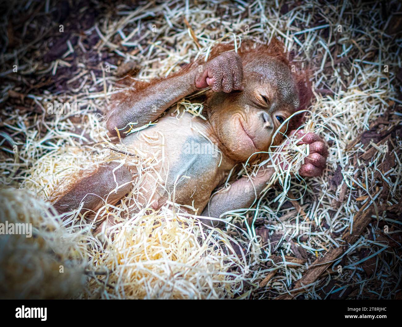 The baby waking up smiling BLACKPOOL ZOO, ENGLAND THE CUTEST IMAGES of ...