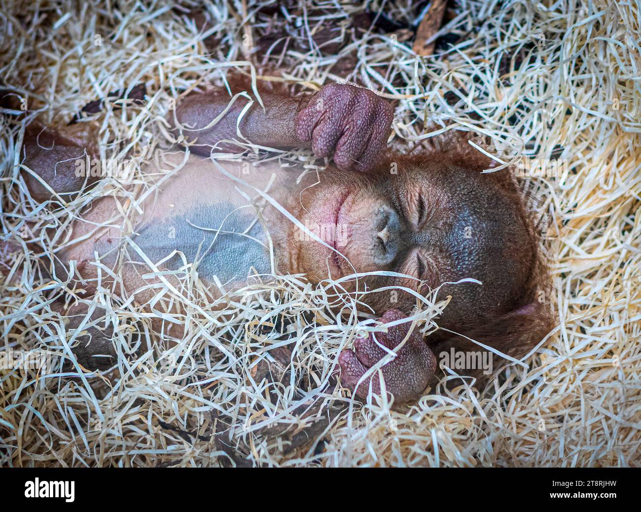 The orangutan half way between asleep and awake BLACKPOOL ZOO, ENGLAND ...