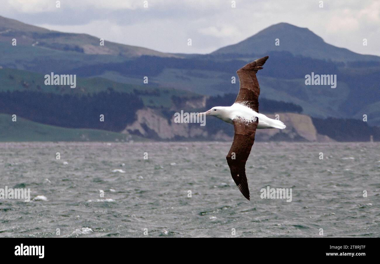 Northern royal albatross,( Diomedea sanfordi,), The northern royal ...