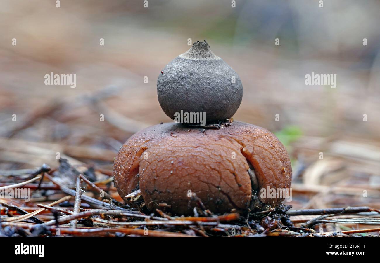 Geastrum (earth star), Geastrum, commonly known as the rounded ...