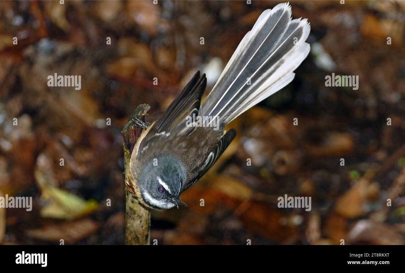 New Zealand fantail (Rhipidura fuliginosa), Fantails are small insectivorous birds of ...