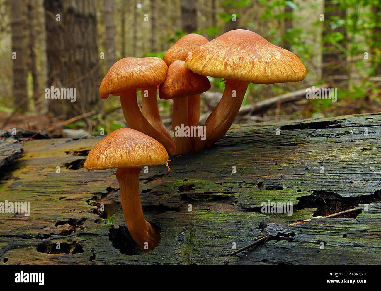 Fungal species hi-res stock photography and images - Alamy