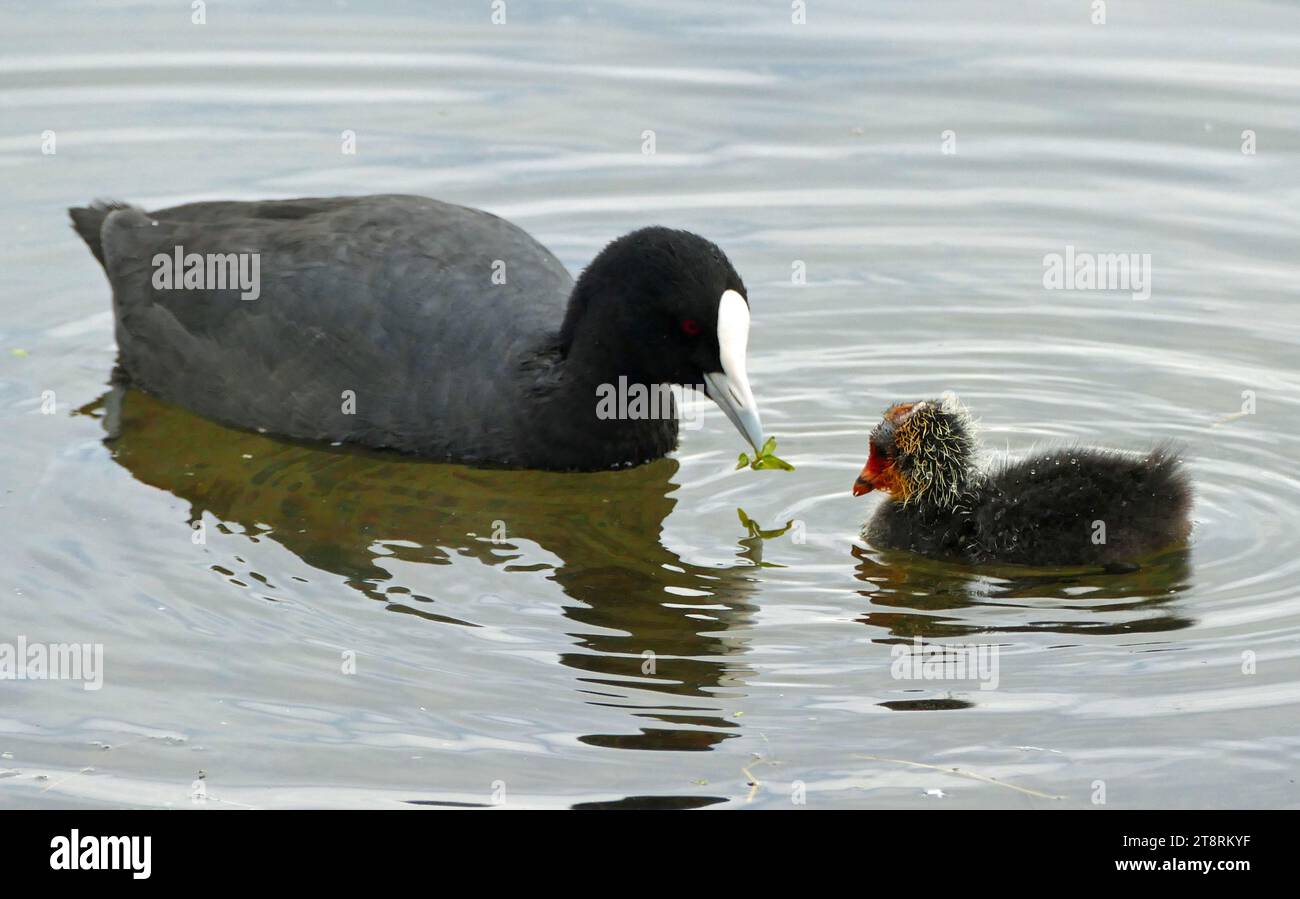 The Australian coot (Fulica atra australis), The Australian coot is a ...