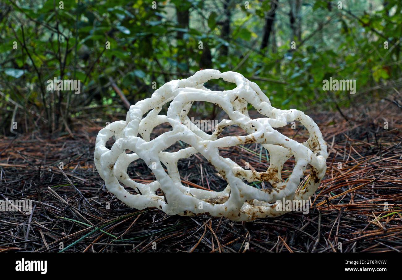 Covered in slime hi-res stock photography and images - Alamy