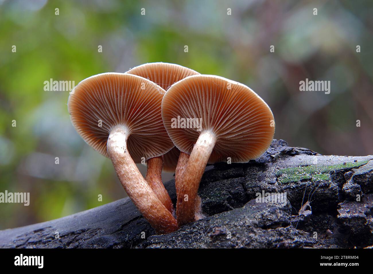 Galerina patagonica, One of the more common and easily recognised ...