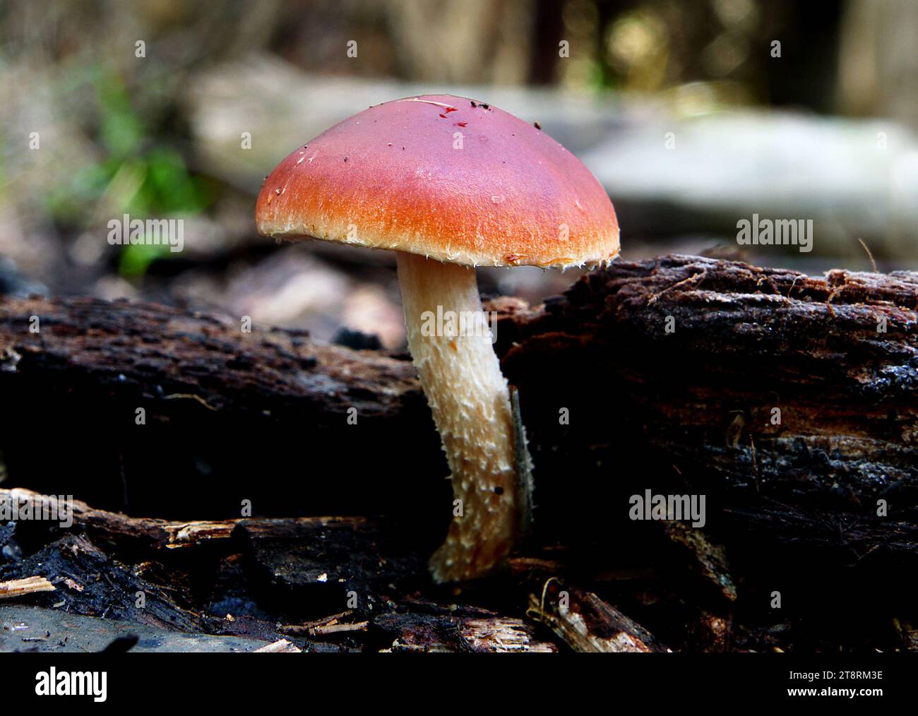 Attractive fungus easily recognised hi-res stock photography and images ...