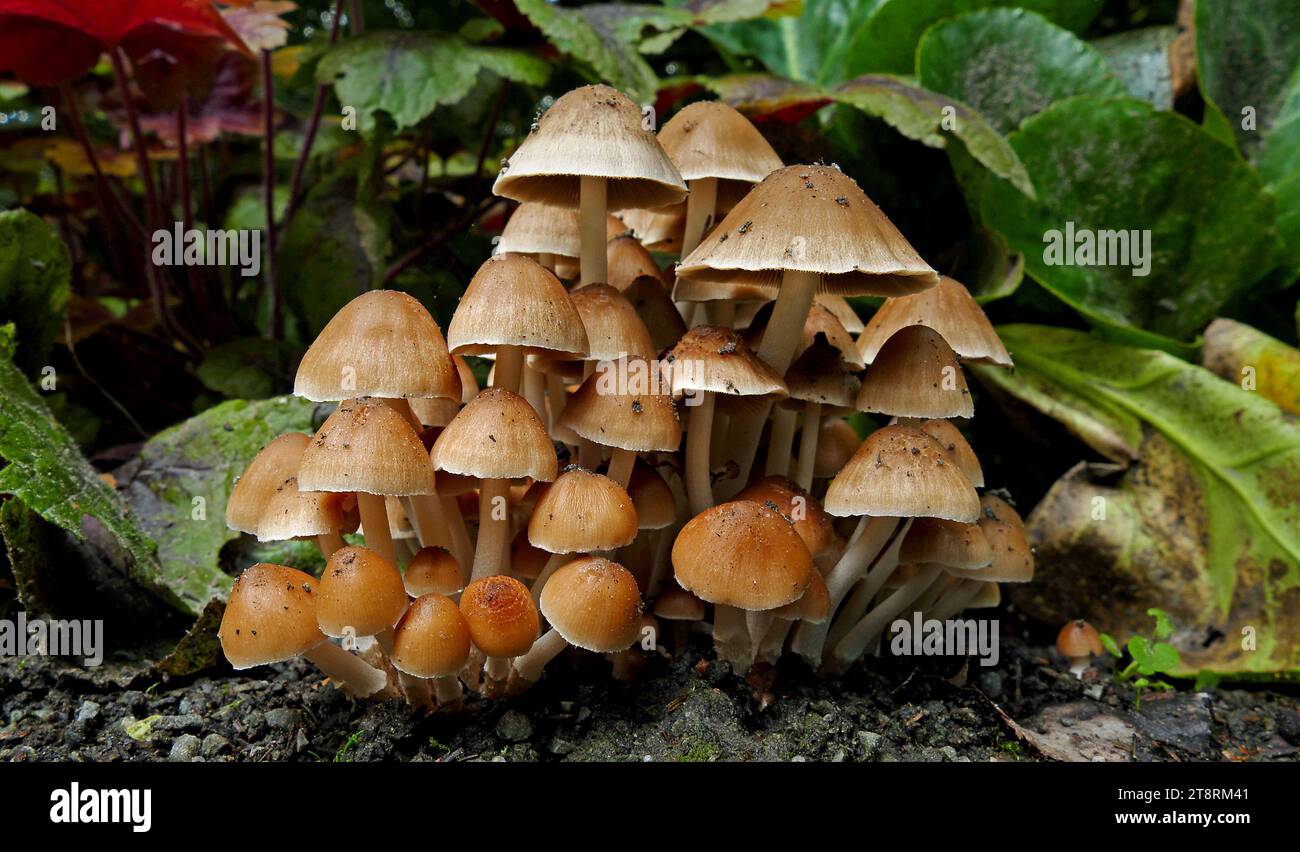 Coprinellus micaceus, Coprinellus micaceus is a common species of ...