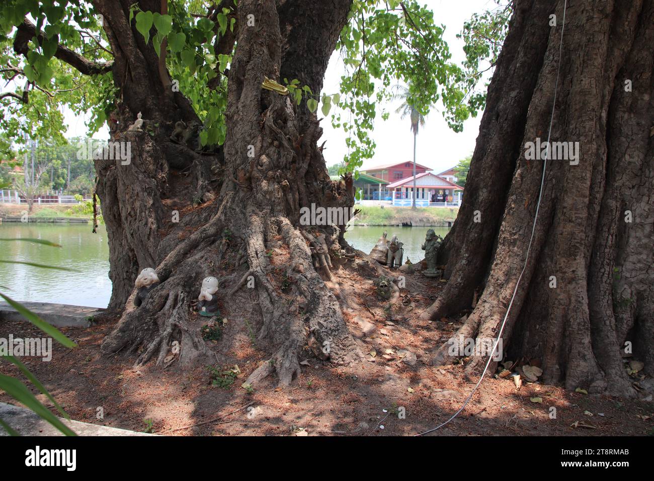 Trees with Buddhist Images, Sukhothai, Thailand, Ancient Thai capital ...