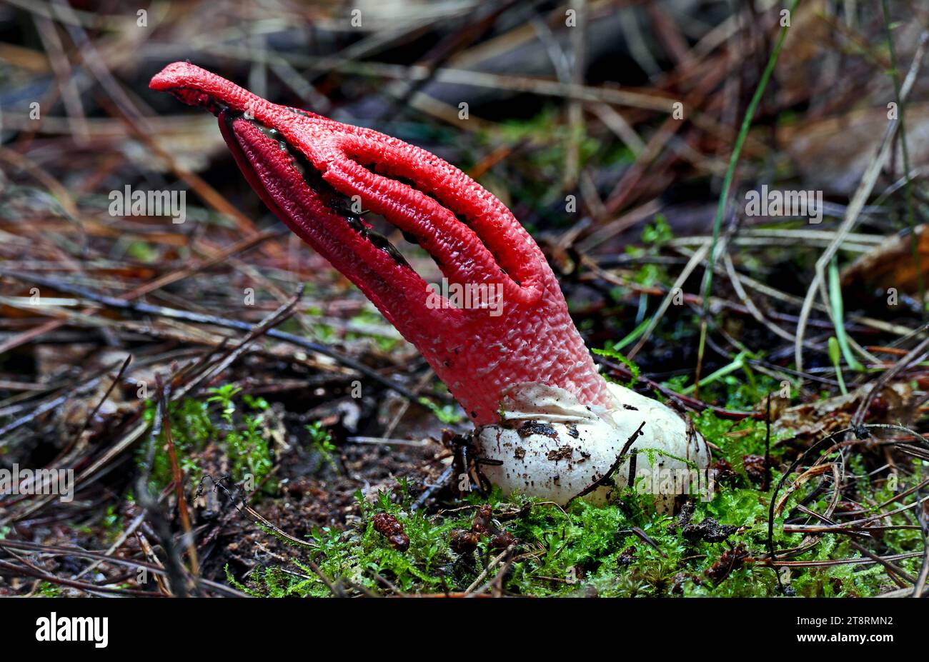 Clathrus archeri, Clathrus archeri, commonly known as octopus stinkhorn ...