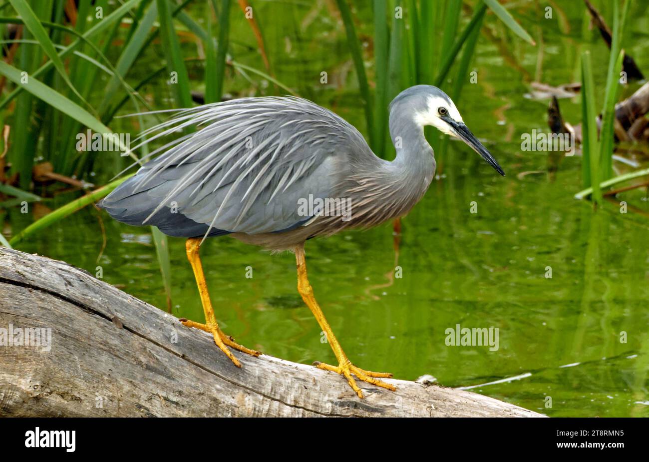 White-faced heron.(Egretta novaehollandiae), An Australian immigrant ...