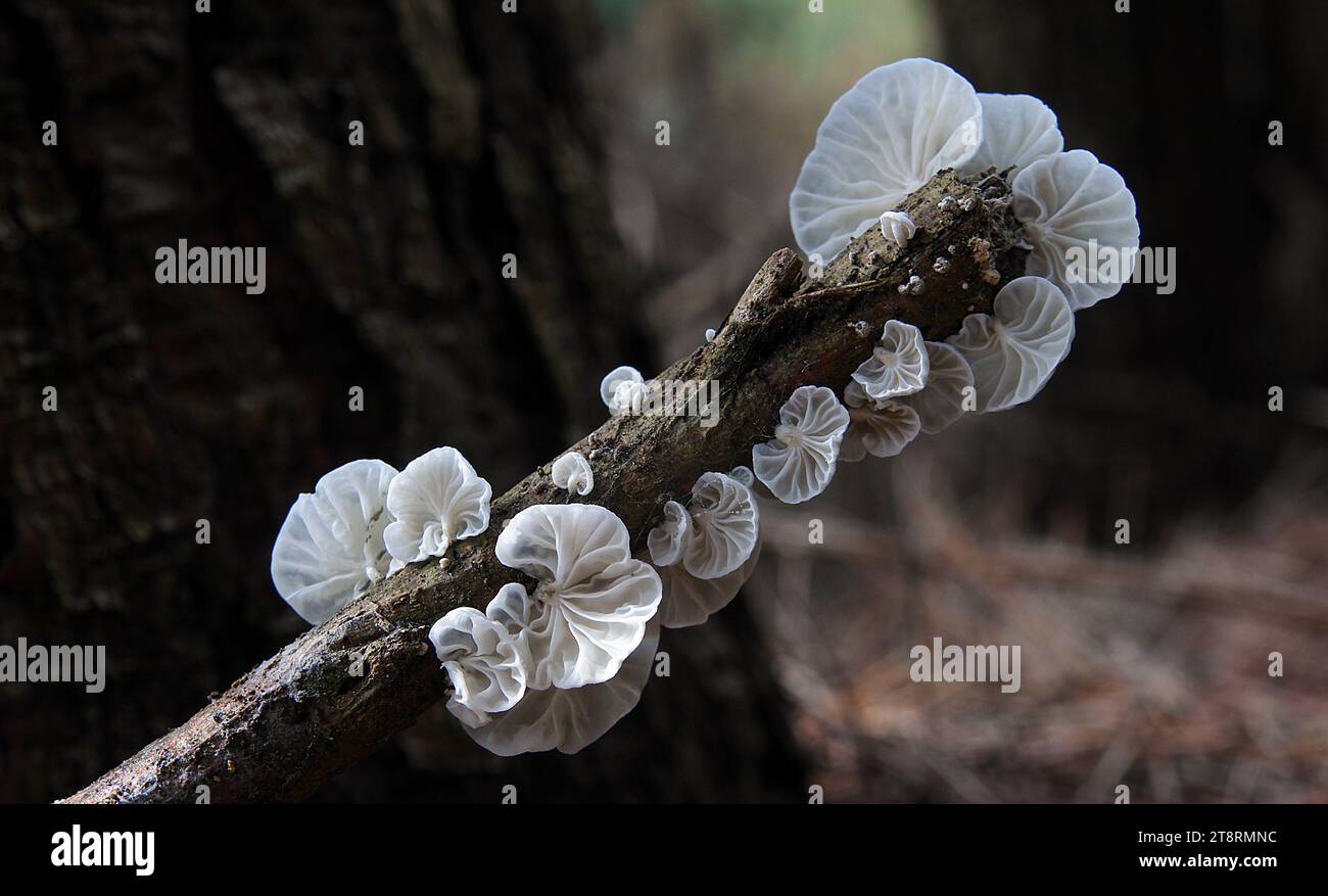 Campanella species, Campanella species 1 Stock Photo - Alamy