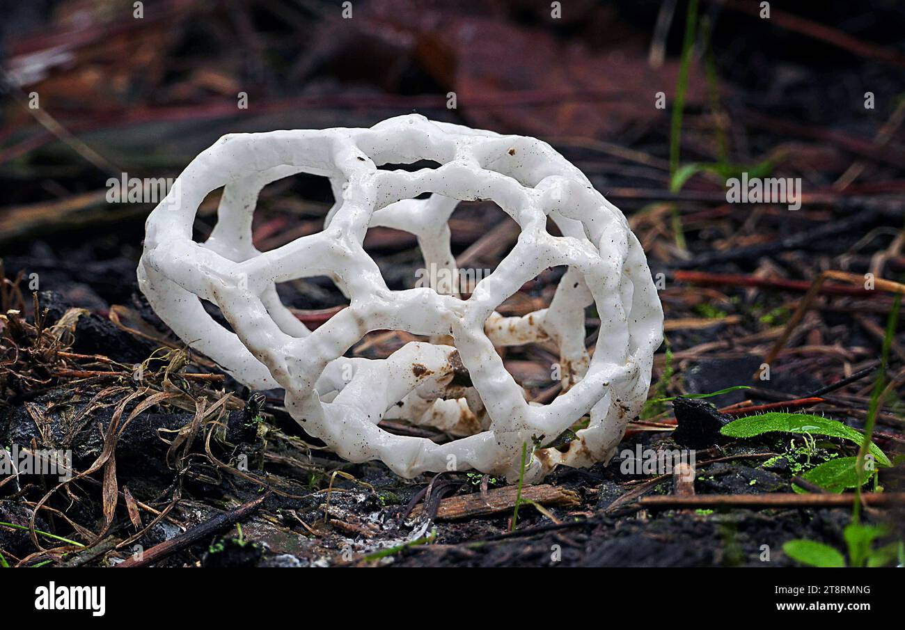 Basket fungi. (Ileodictyon cibarium), Ileodictyon cibarium is a ...