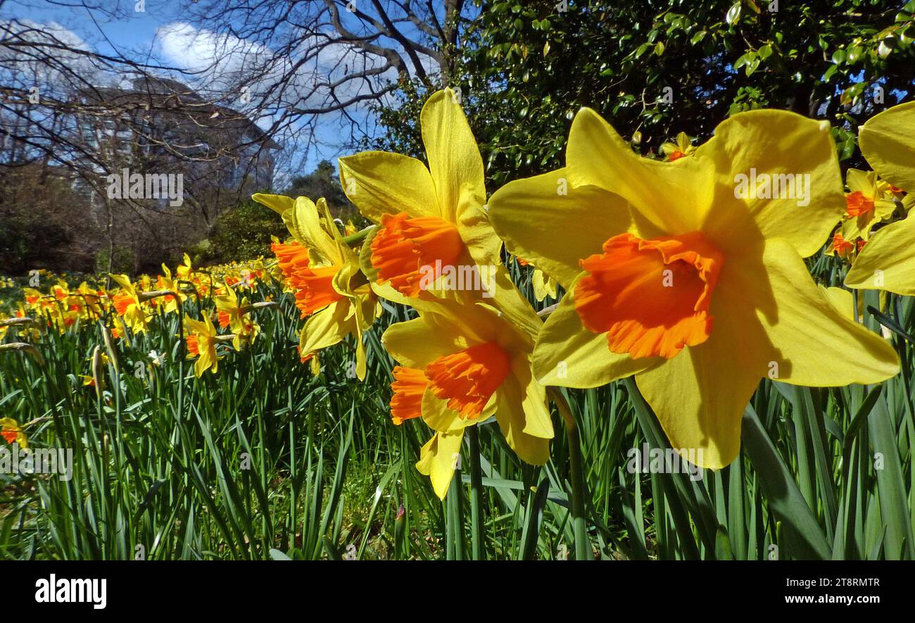 Daffodils, Daffodils are one of the earliest flowers to bloom in the ...