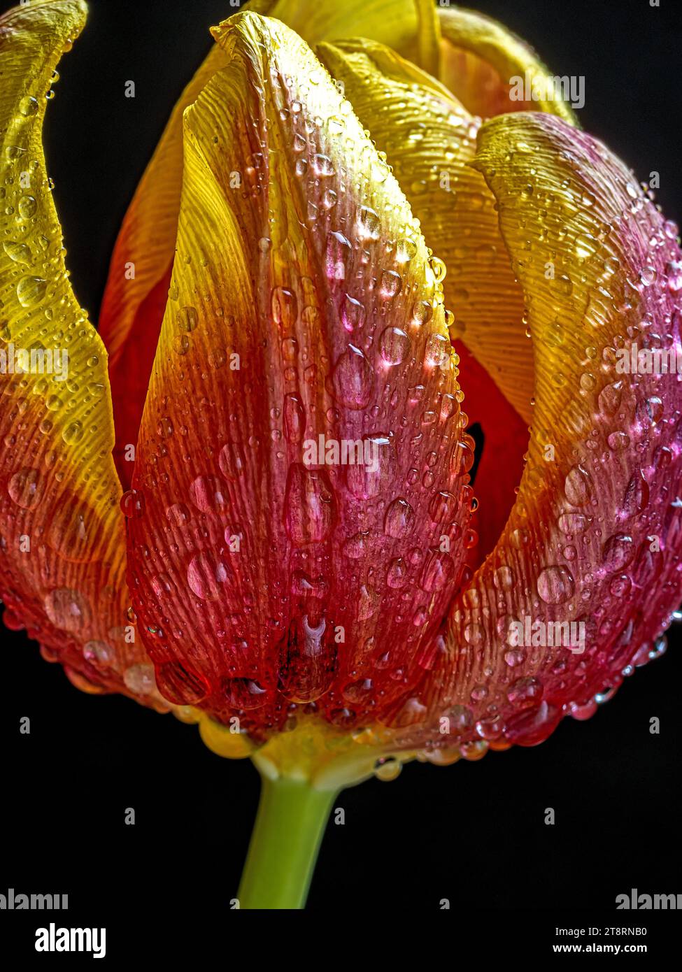 Tulips,Tulipa, are a genus of spring-blooming perennial herbaceous ...