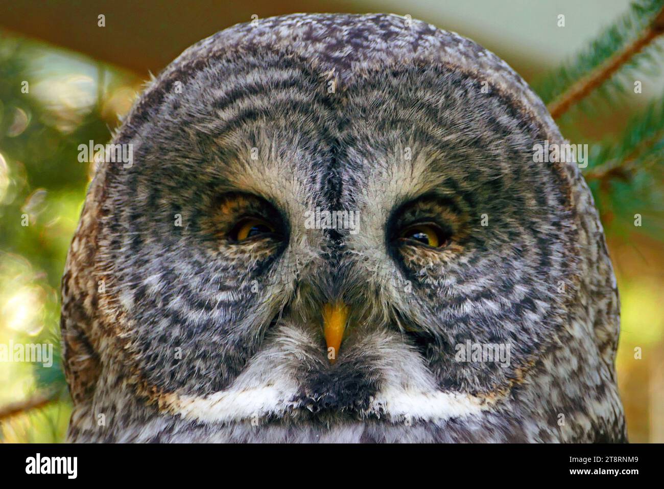 Provincial bird emblem hi-res stock photography and images - Alamy