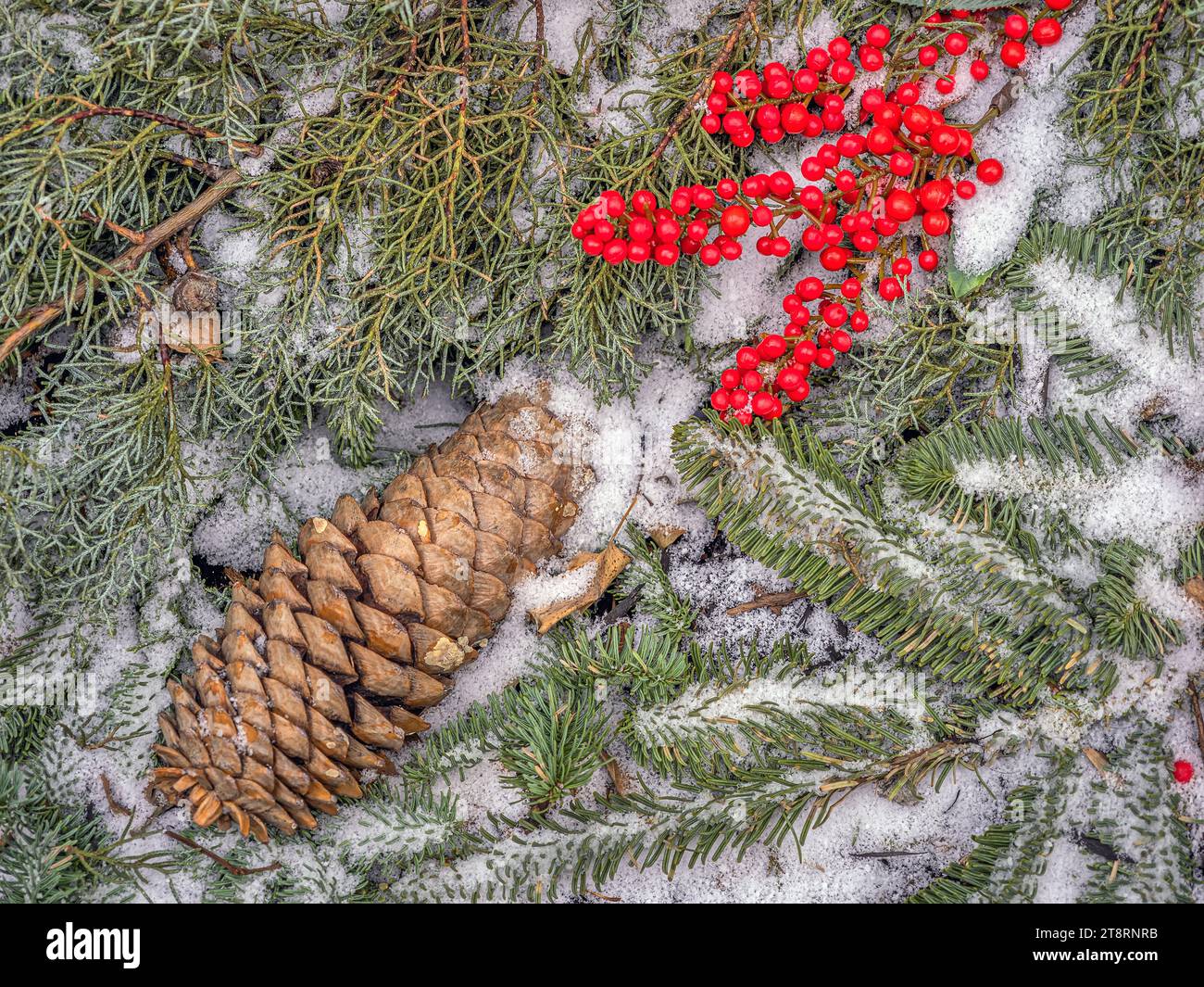 Winter still life of pine cones and cranberry with snow Stock Photo - Alamy