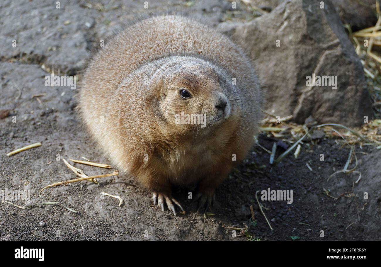 Tipped tail hi-res stock photography and images - Alamy
