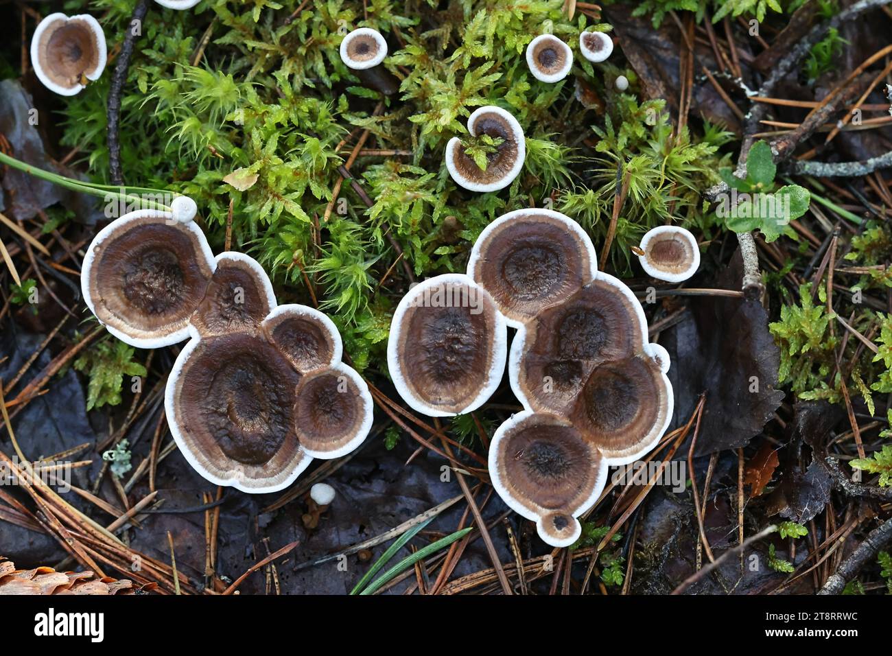 Phellodon tomentosus, also called Hydnum tomentosum, commonly known as ...