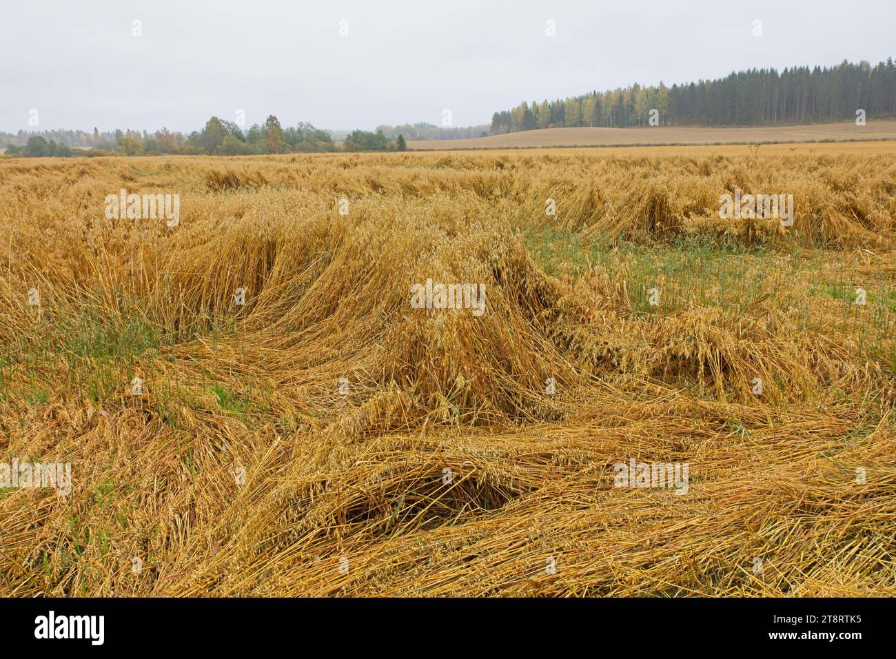 Farmland landscape of bent and damaged crop field after windy storm ...