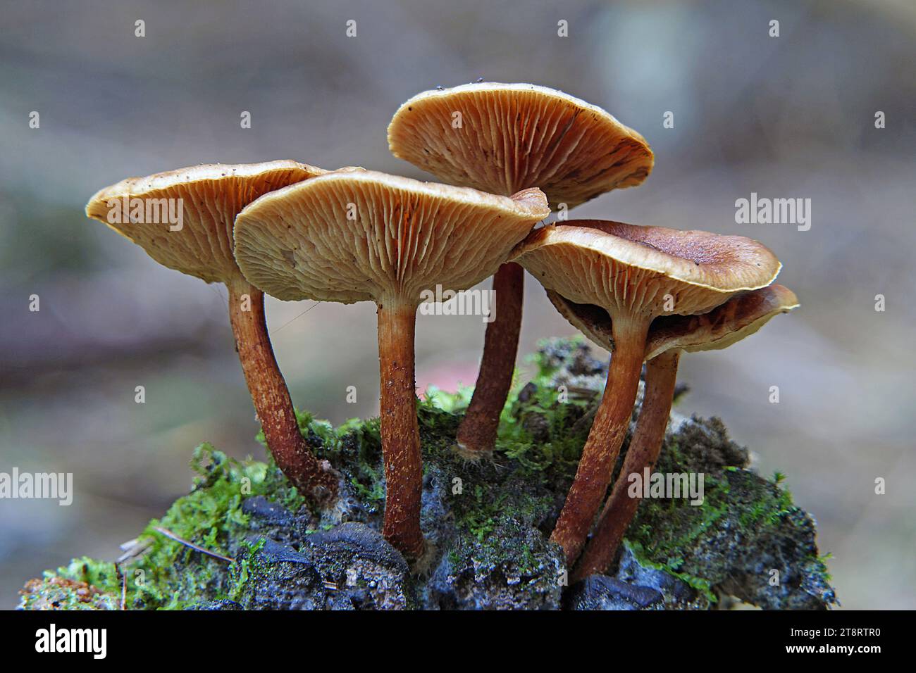 Pholiota is a genus of small to medium-sized, fleshy mushrooms in the ...
