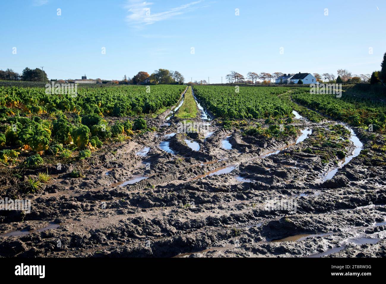 muddy waterlogged flooded fields of brassica near ormskirk, lancashire ...