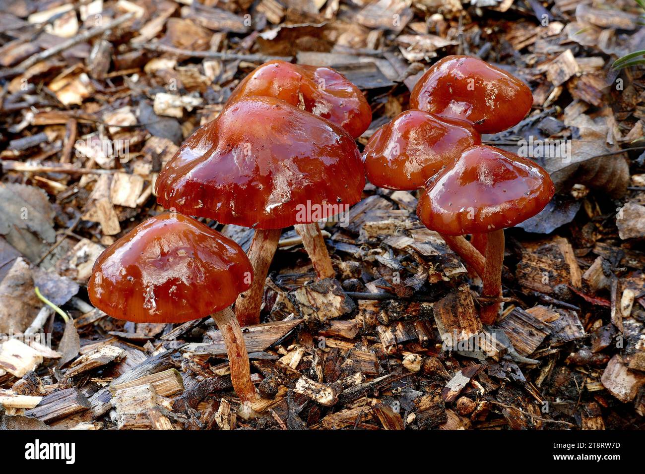 Roundheads hi-res stock photography and images - Alamy