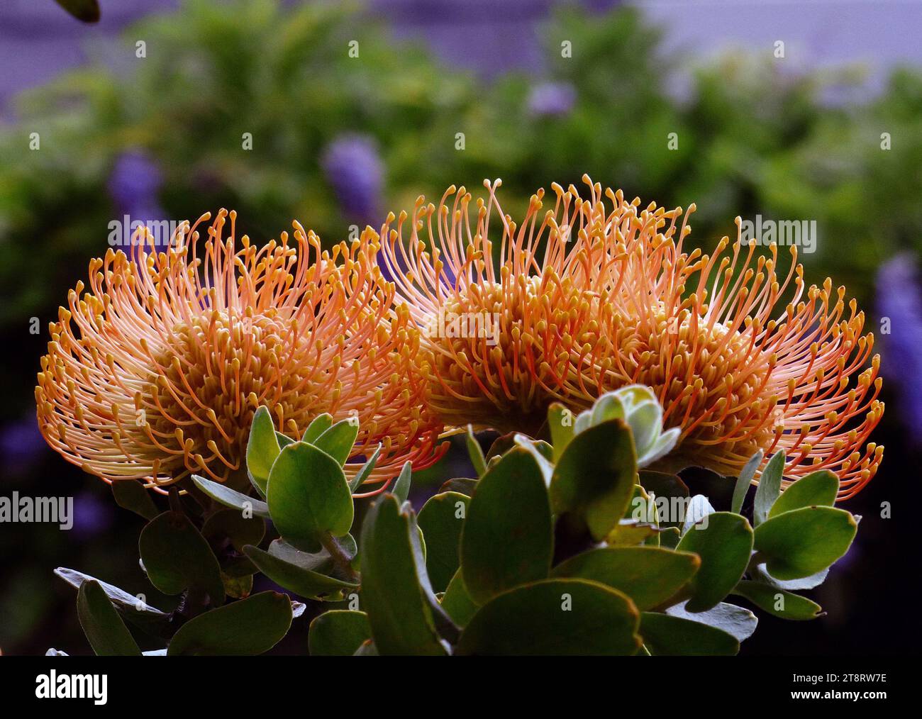 Leucospermum cordifolium, Leucospermum cordifolium, called red ...