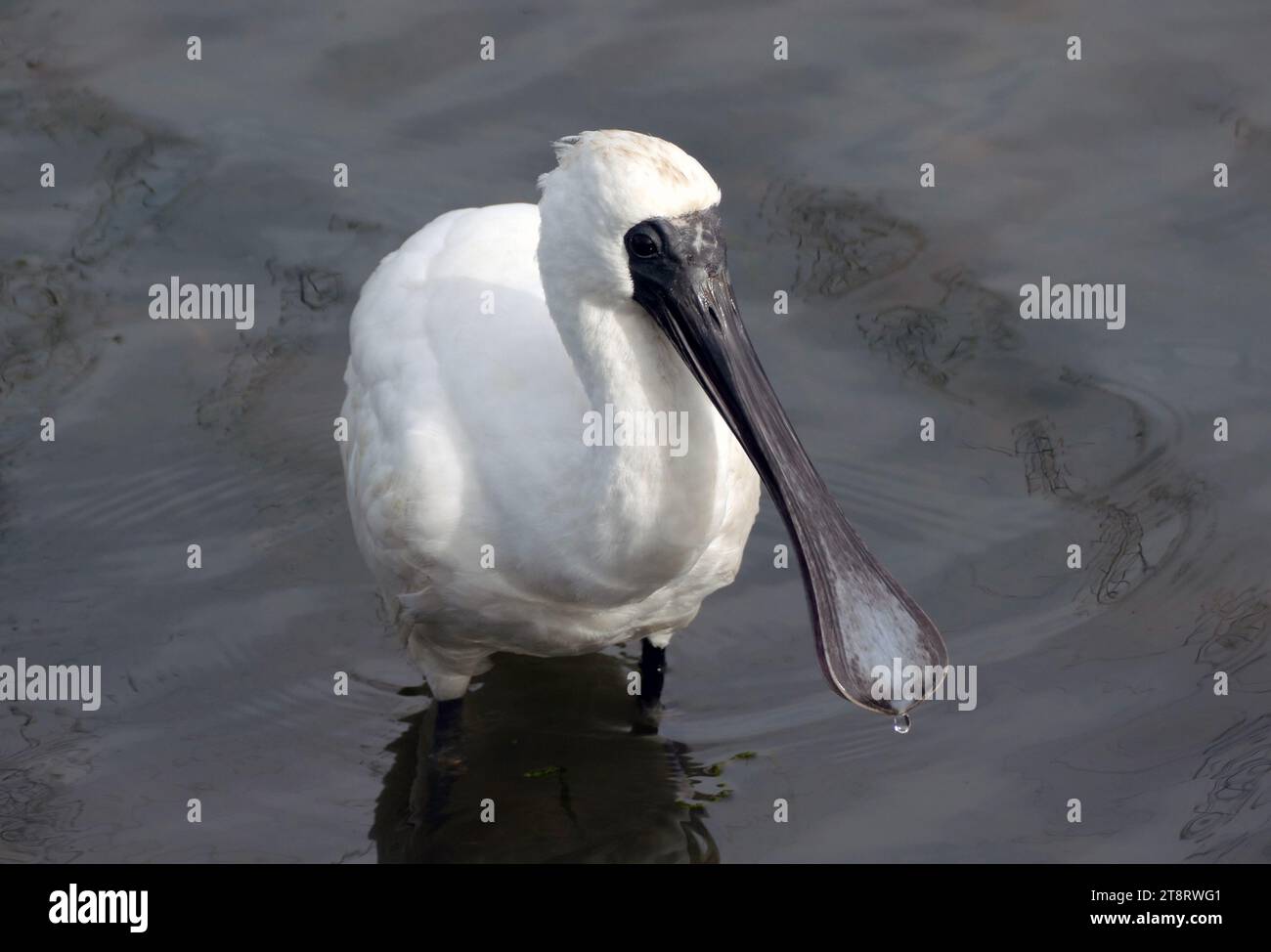 The royal spoonbill (Platalea regia), The royal spoonbill (Platalea ...
