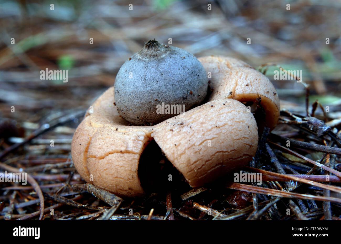 Geastrum. (earth stars), Geastrum (orthographical variant Geaster) is a ...