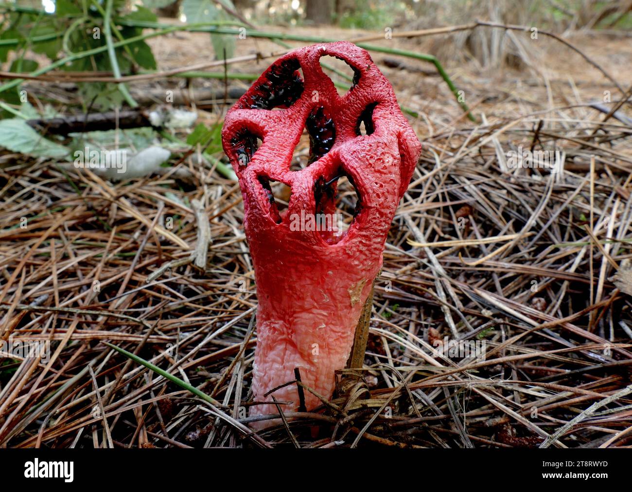 Clathrus archeri (octopus stinkhorn), Clathrus archeri (synonyms ...