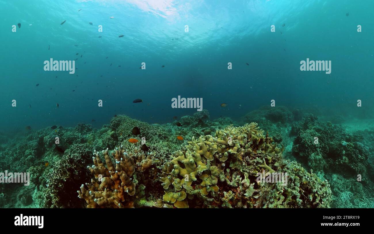 Underwater world scenery of colorful fish and coral reef Stock Photo ...
