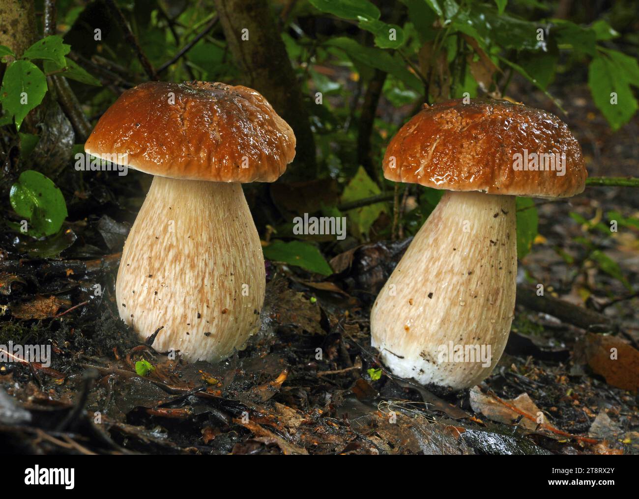 Thick club shaped stem hi-res stock photography and images - Alamy