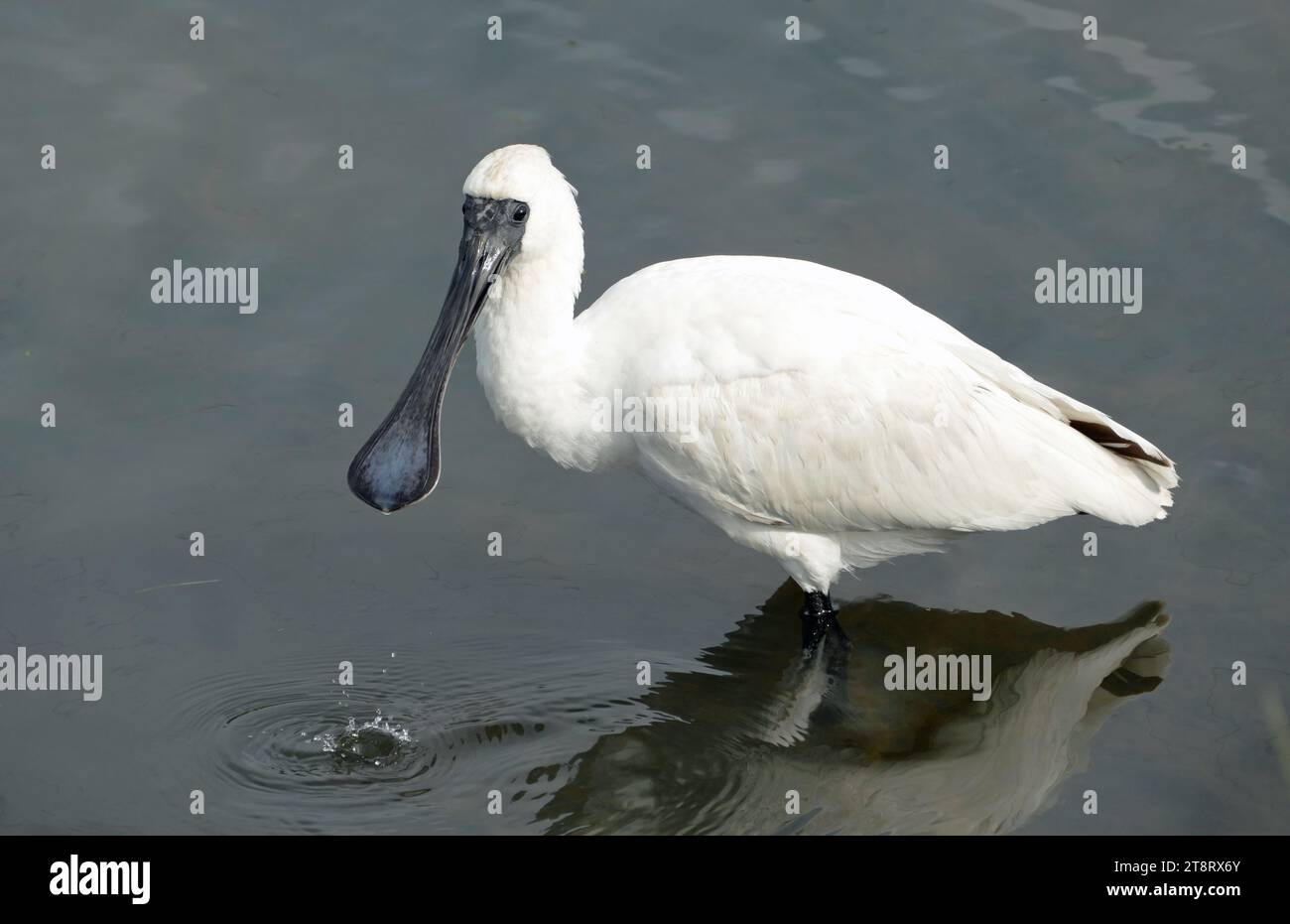 The royal spoonbill (Platalea regia), The royal spoonbill (Platalea ...
