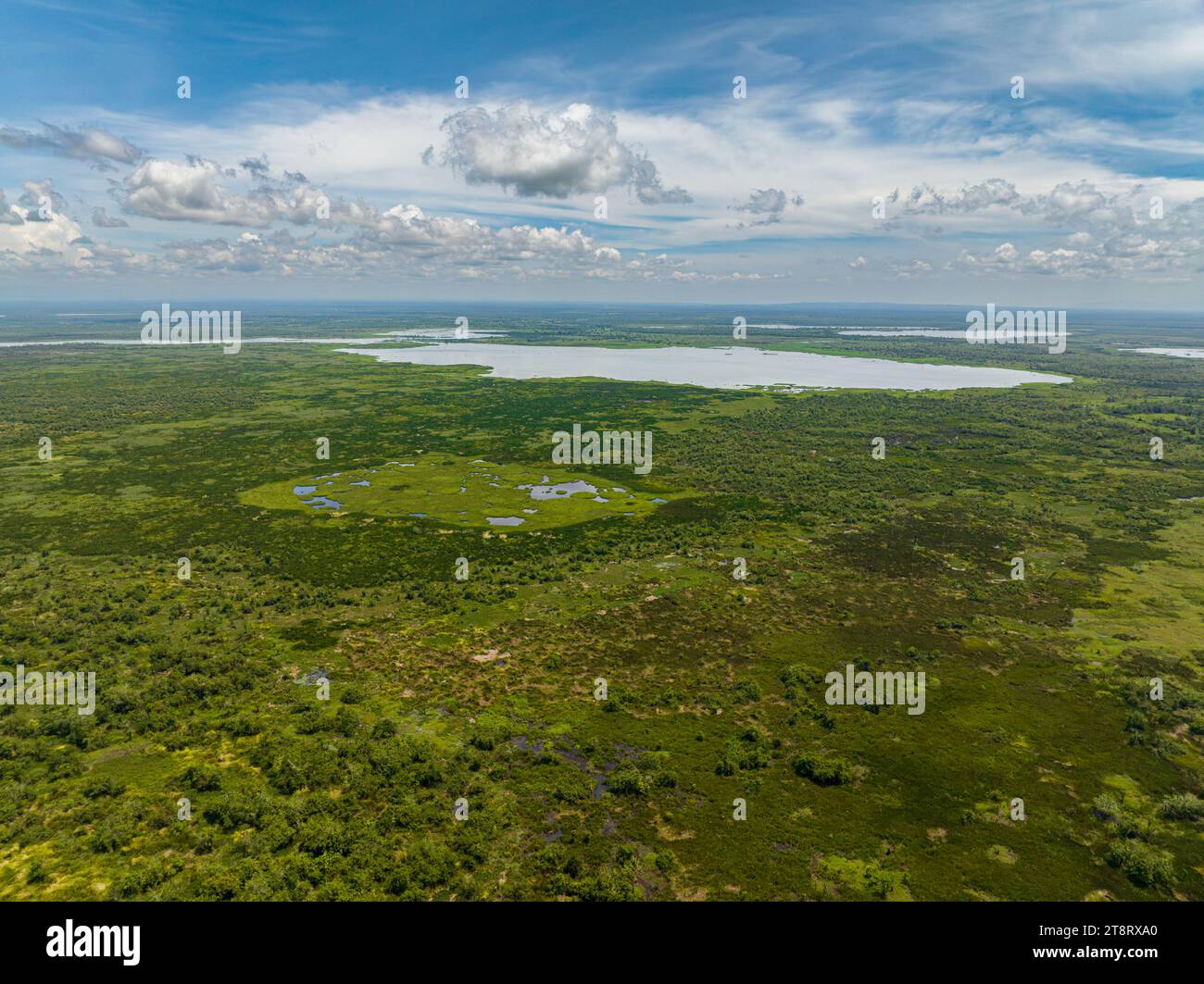 Swamp forests in wetlands concept hi-res stock photography and images ...