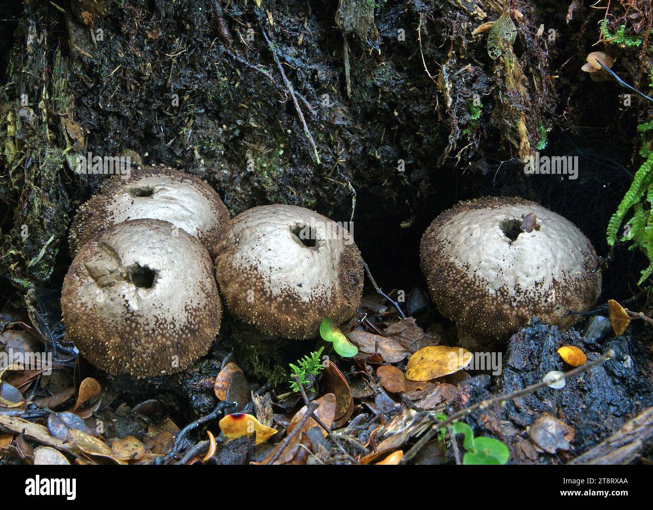Puffball fungus hi-res stock photography and images - Alamy