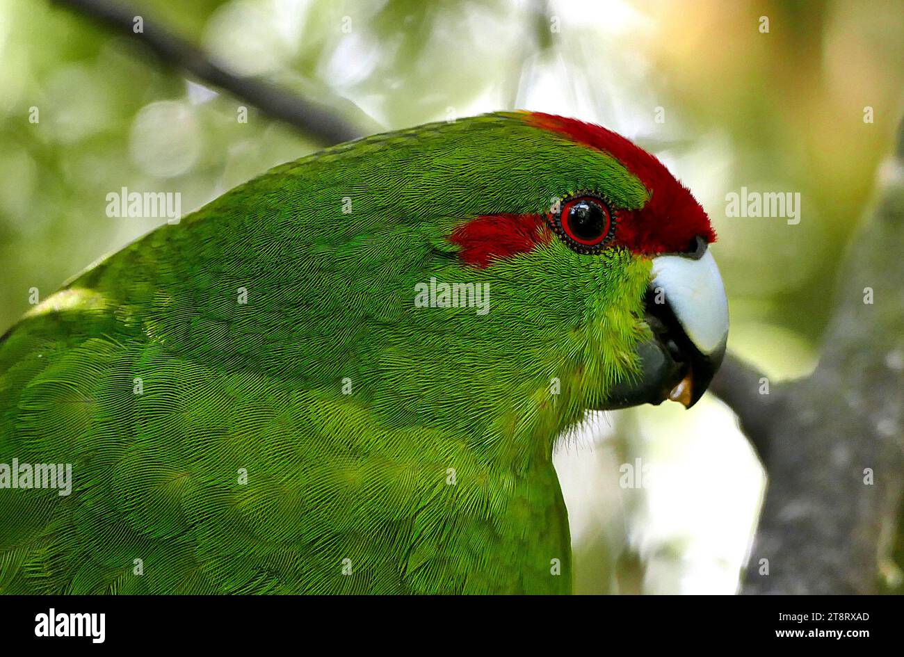 Red-crowned parakeet.(Cyanoramphus novaezelandiae), The red-crowned ...