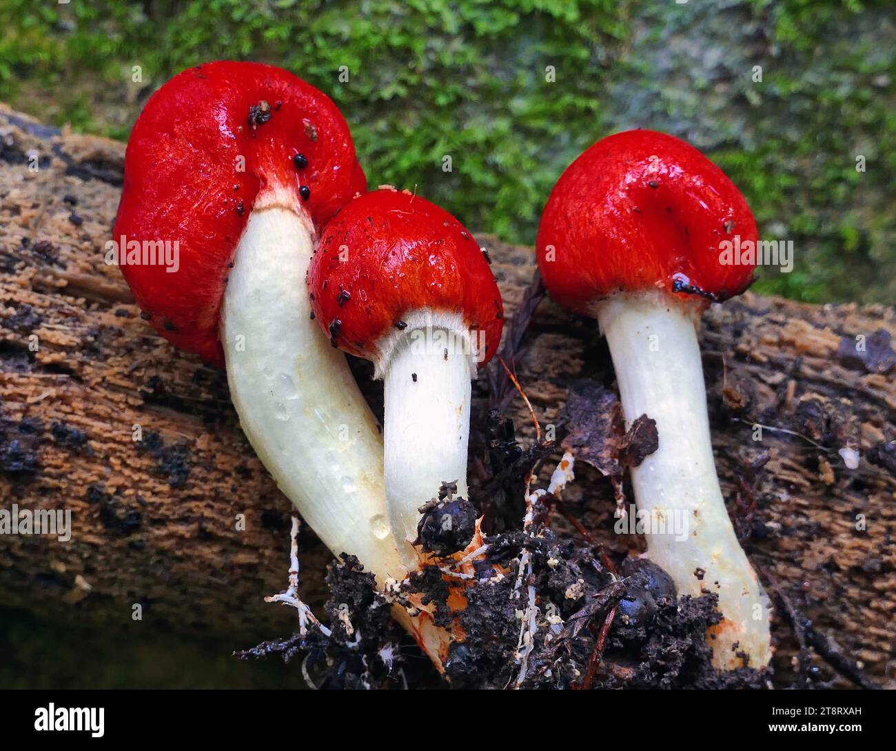 Weraroa erythrocephala hi-res stock photography and images - Alamy