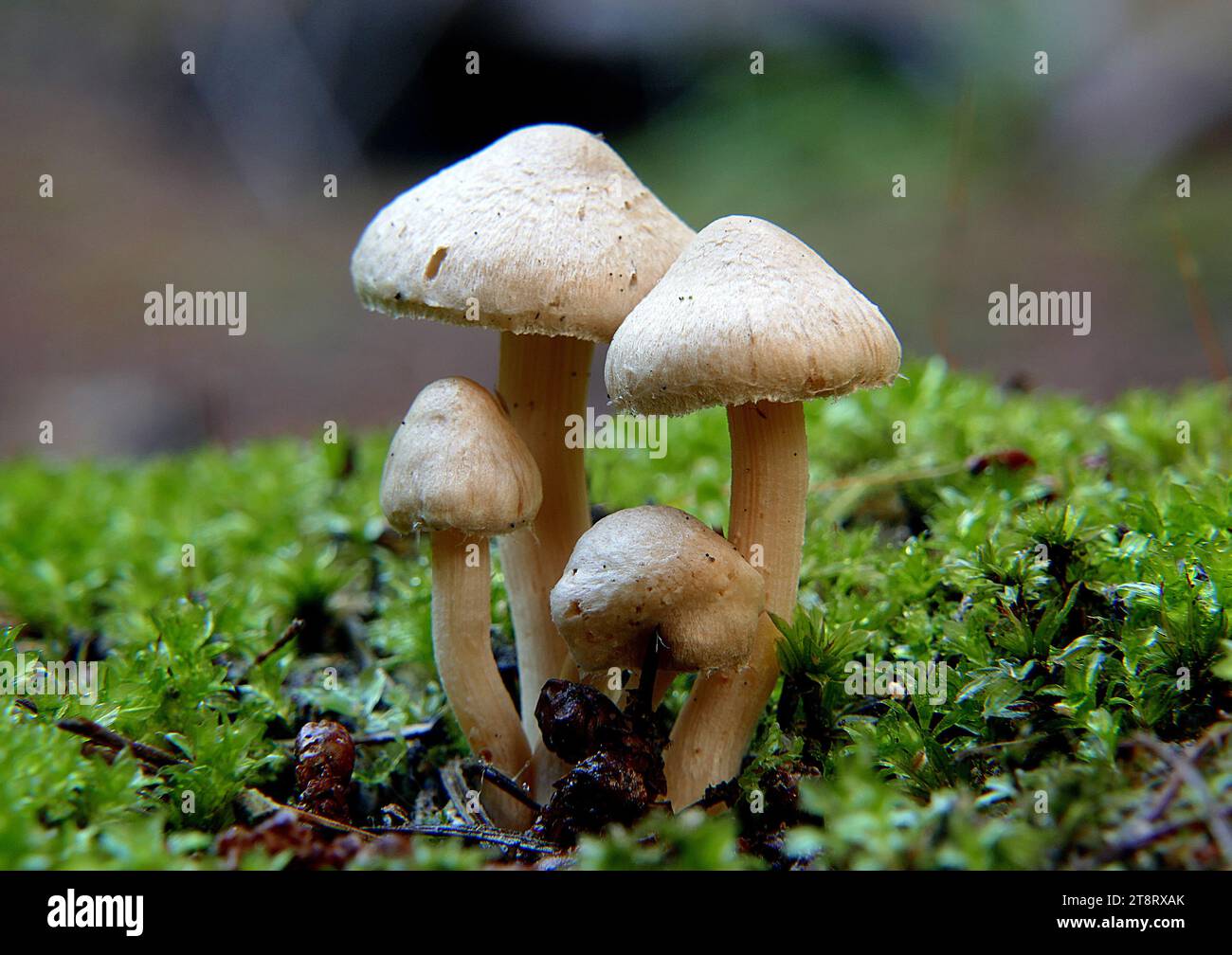 Inocybe sp, Inocybe is a large genus of mushroom-forming fungi. Members ...
