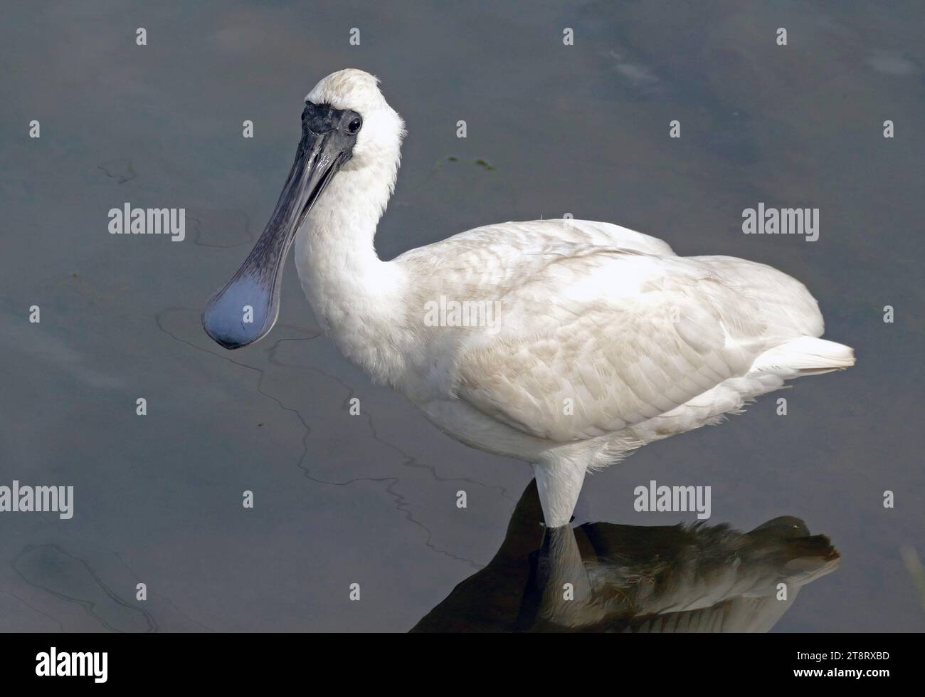 The royal spoonbill (Platalea regia), The royal spoonbill (Platalea ...