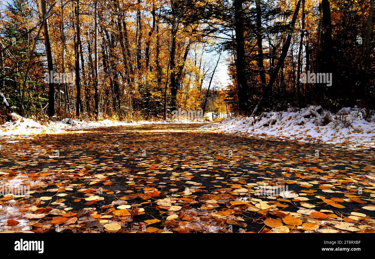 Natures carpet, Fish Creek Park is a provincial park located in the ... Natures carpet, Fish Creek Park is a provincial park located in the ...