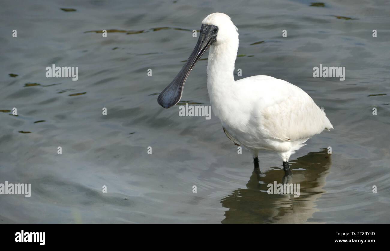 The royal spoonbill (Platalea regia), The royal spoonbill (Platalea ...