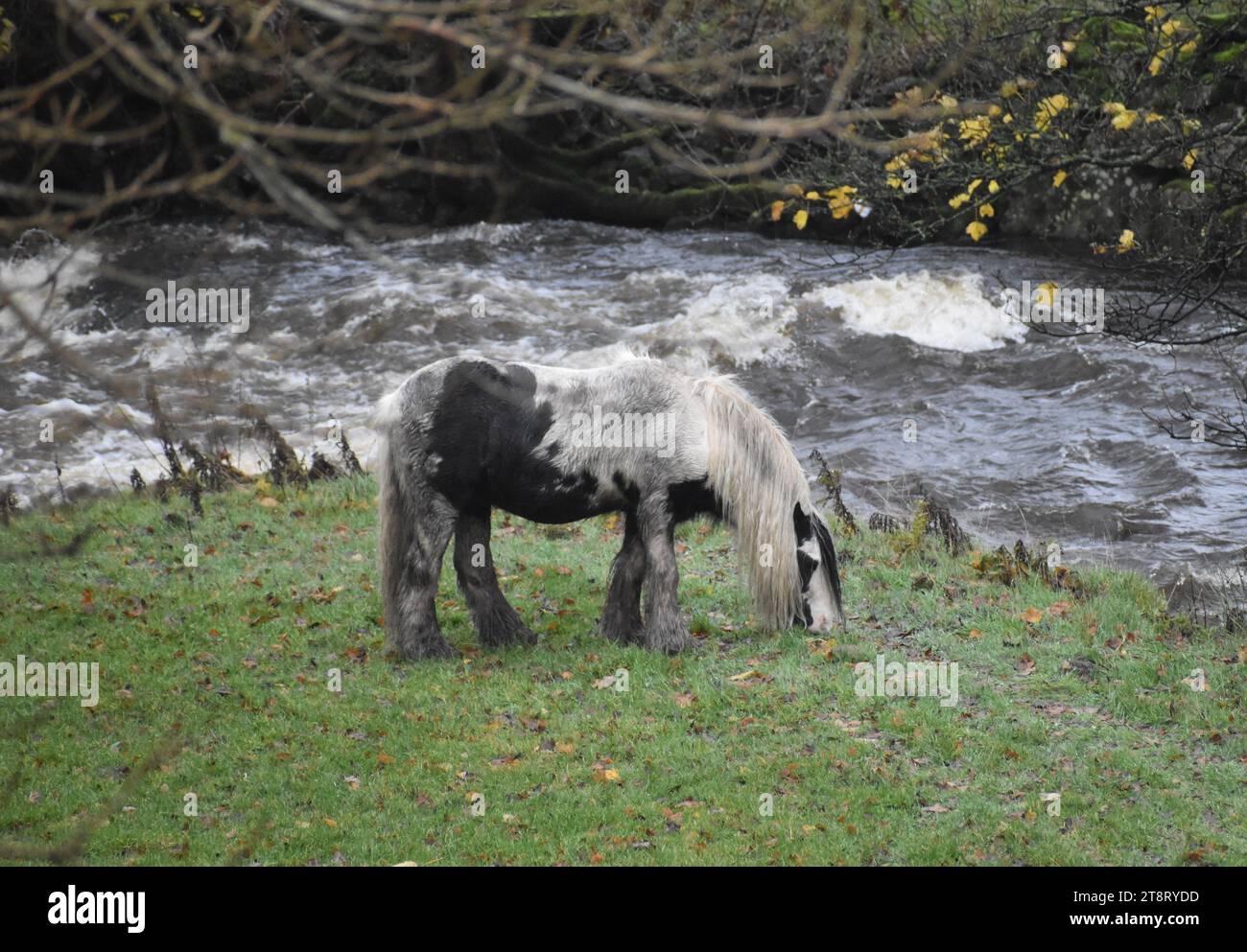 Raging river and horse merge together Stock Photo - Alamy
