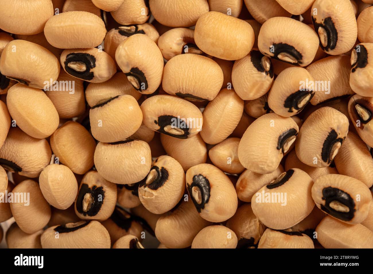 Close up high resolution food still life of commercially important ...