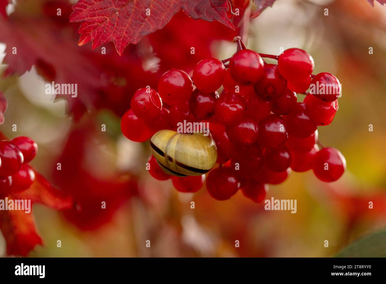 Close up nature portrait of small snail on the vivid red berries of ...