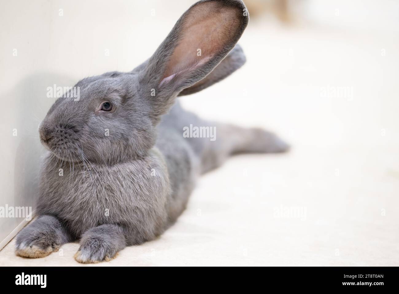 A grey rabbit with large ears resting Stock Photo - Alamy