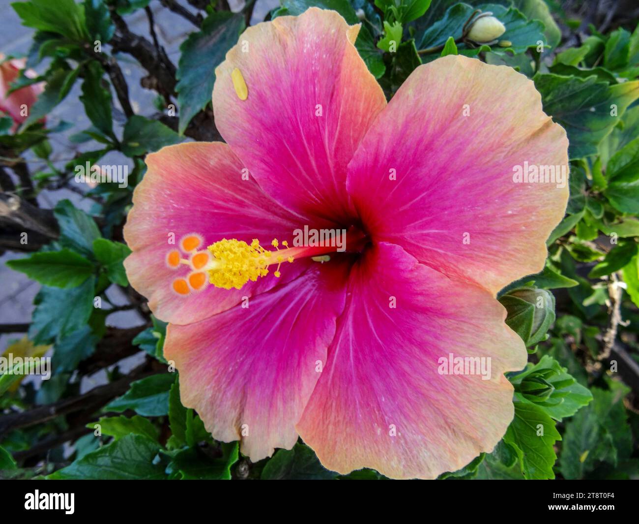 Natural close up flowering plant portrait of the ever stunning ...