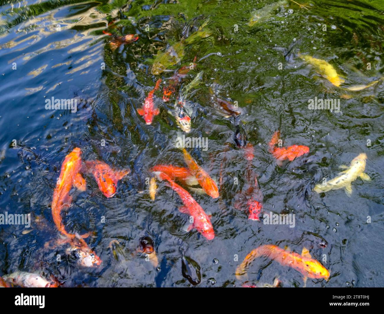 Colourful koi carp vivid carp hi-res stock photography and images - Alamy